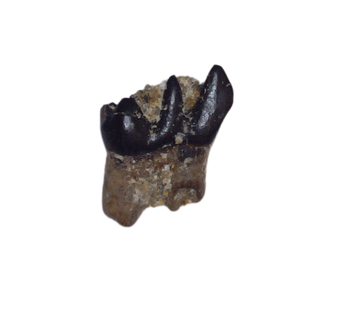 Mammal (Alphadon?) Tooth, Judith River Formation| The Daily Rex