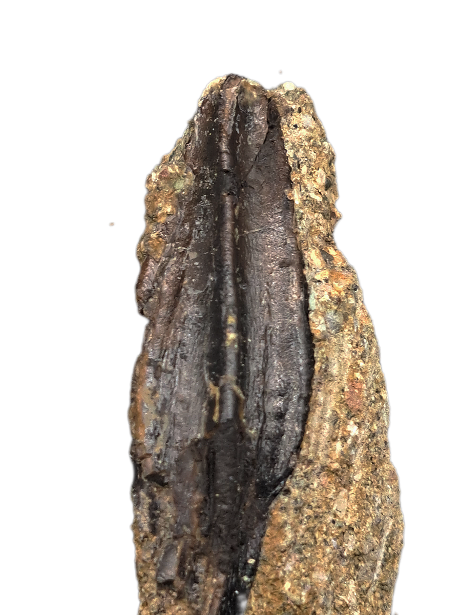 Parasaurolophus Tooth, Two Medicine Formation| The Daily Rex