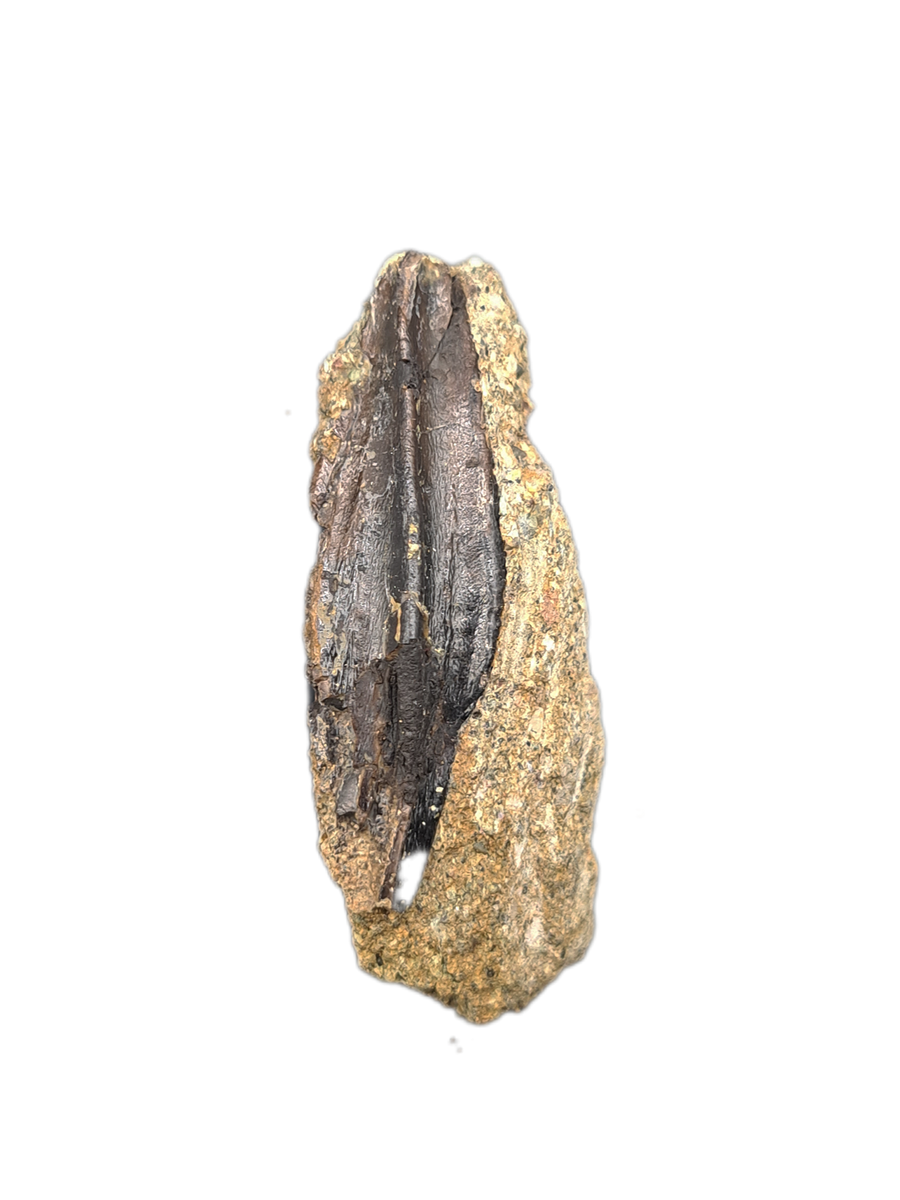 Parasaurolophus Tooth, Two Medicine Formation| The Daily Rex