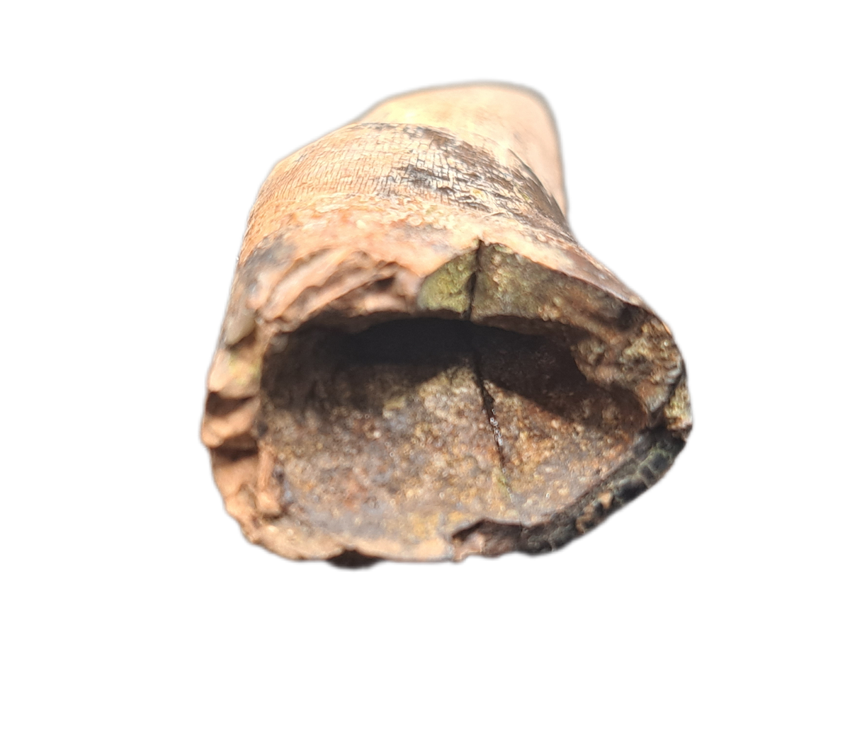 Tyrannosaur Tooth, Judith River Formation| The Daily Rex