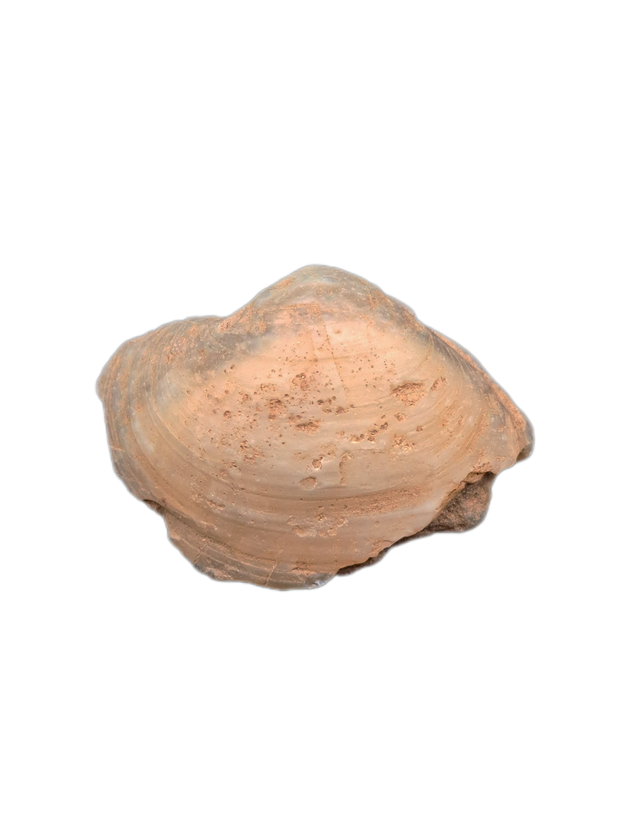 Oplaized Clam| The Daily Rex