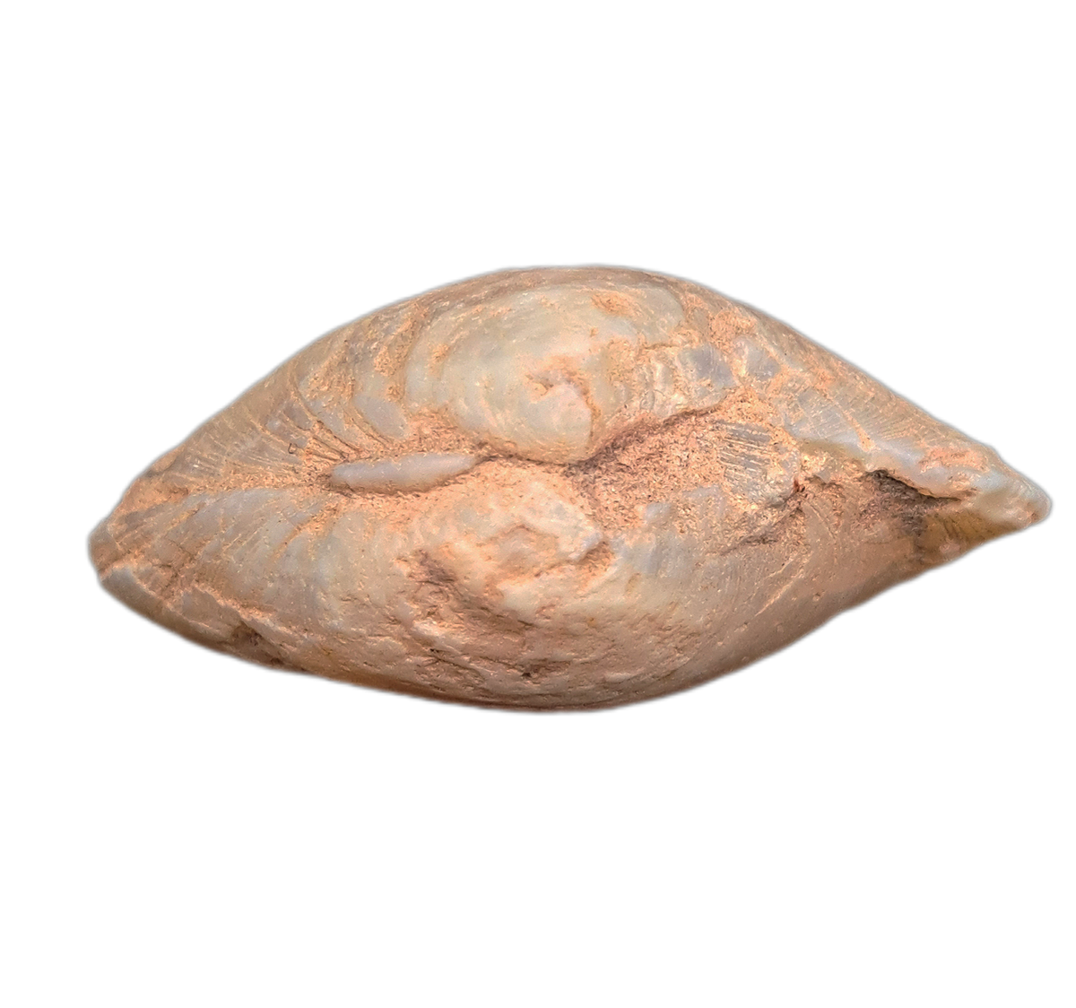 Oplaized Clam| The Daily Rex