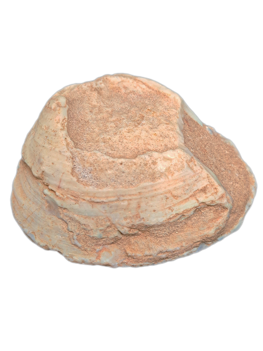 Oplaized Clam| The Daily Rex