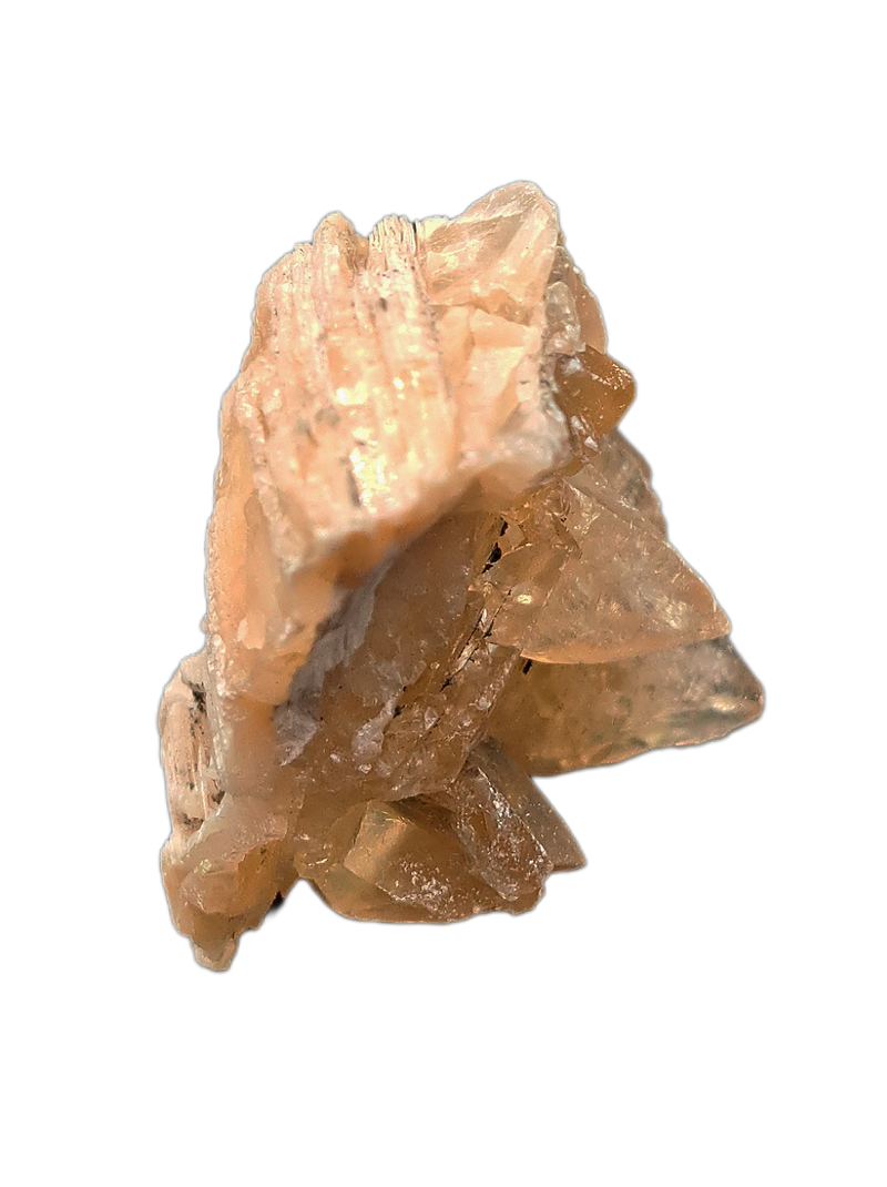 Rucks Pit Clam Filled with Golden-Yellow Calcite Crystals| The Daily Rex