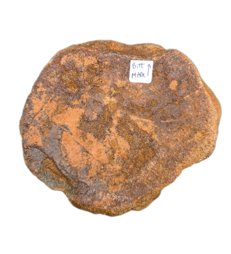 Cetiosaurus/Duriatitan (Sauropod) Vertebrae, England| The Daily Rex
