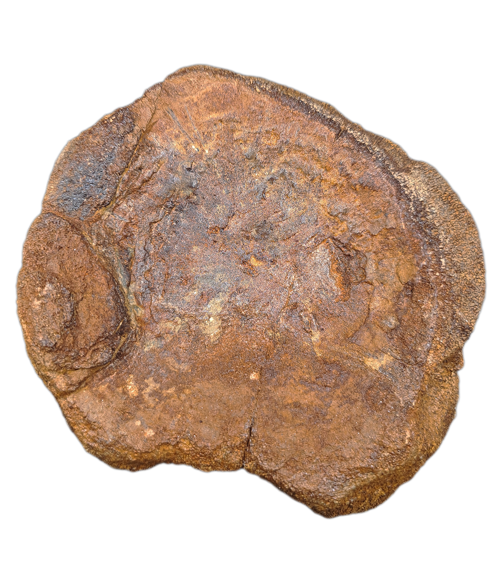 Cetiosaurus/Duriatitan (Sauropod) Vertebrae, England| The Daily Rex