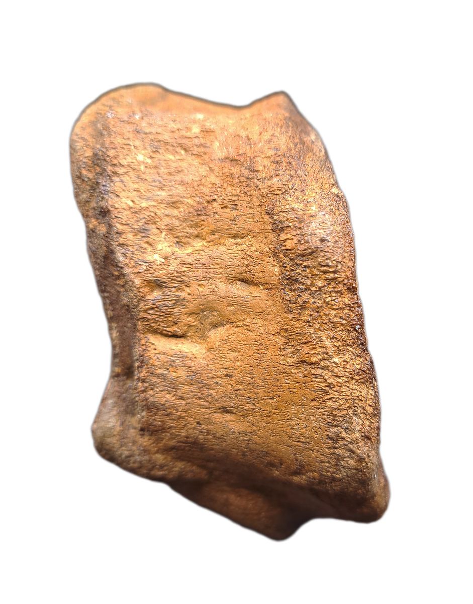Cetiosaurus/Duriatitan (Sauropod) Vertebrae, England| The Daily Rex
