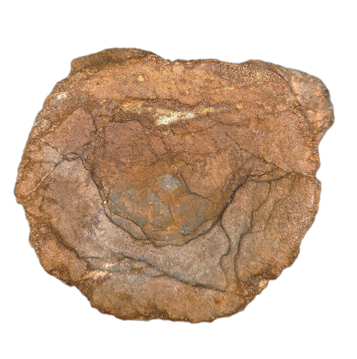 Cetiosaurus/Duriatitan (Sauropod) Vertebrae, England| The Daily Rex