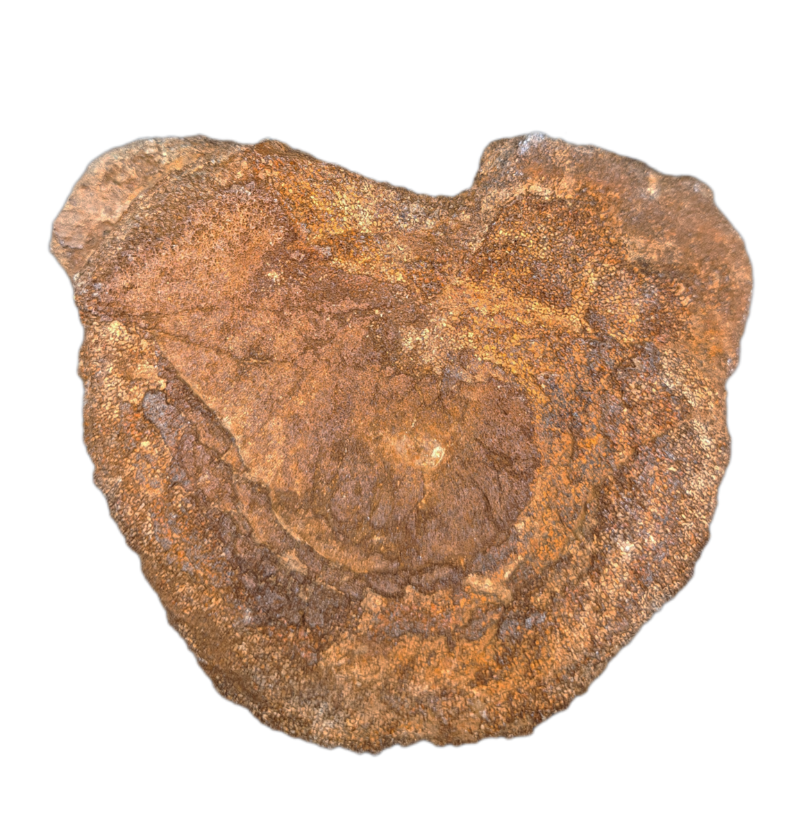 Cetiosaurus/Duriatitan (Sauropod) Vertebrae, England| The Daily Rex