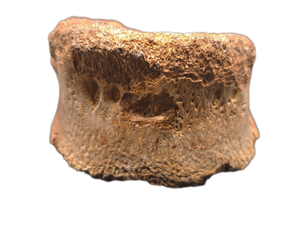 Cetiosaurus/Duriatitan (Sauropod) Vertebrae, England| The Daily Rex