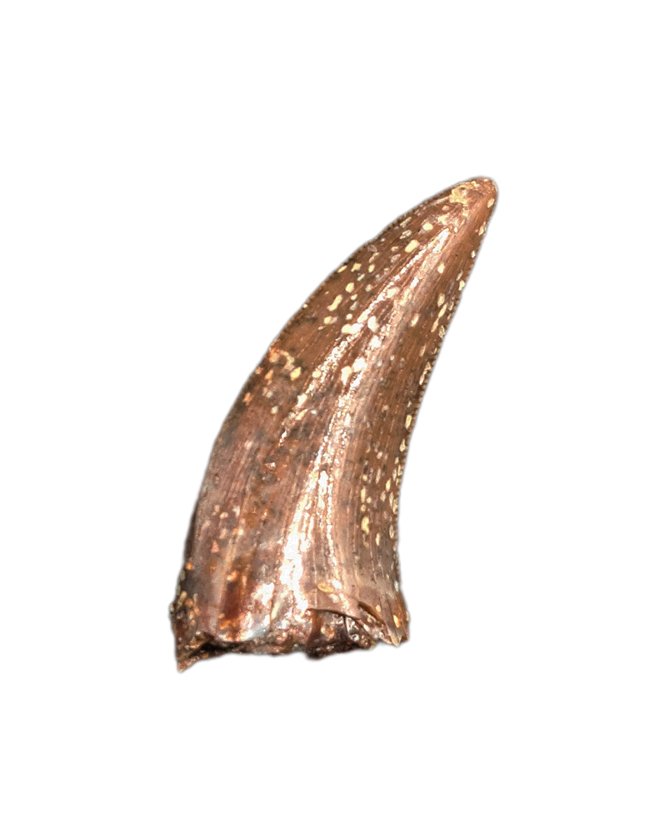 Nanotyrannus Tooth| The Daily Rex