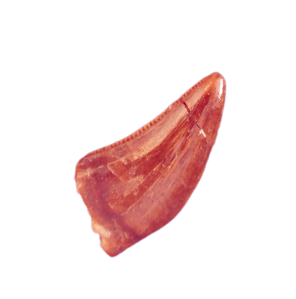 Dromaeosaur (Raptor) Tooth, Lance Formation| The Daily Rex