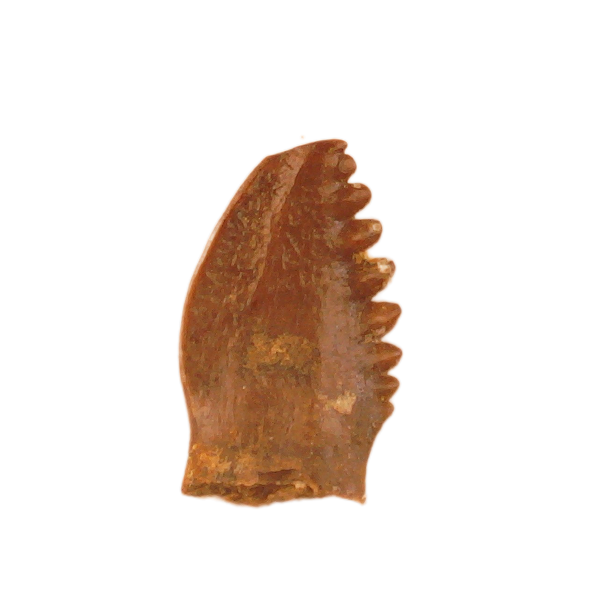 Pectinodon Tooth, Lance Formation| The Daily Rex