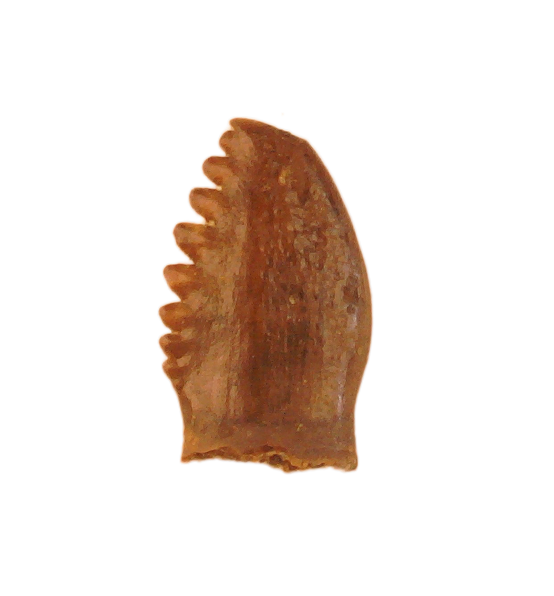 Pectinodon Tooth, Lance Formation| The Daily Rex