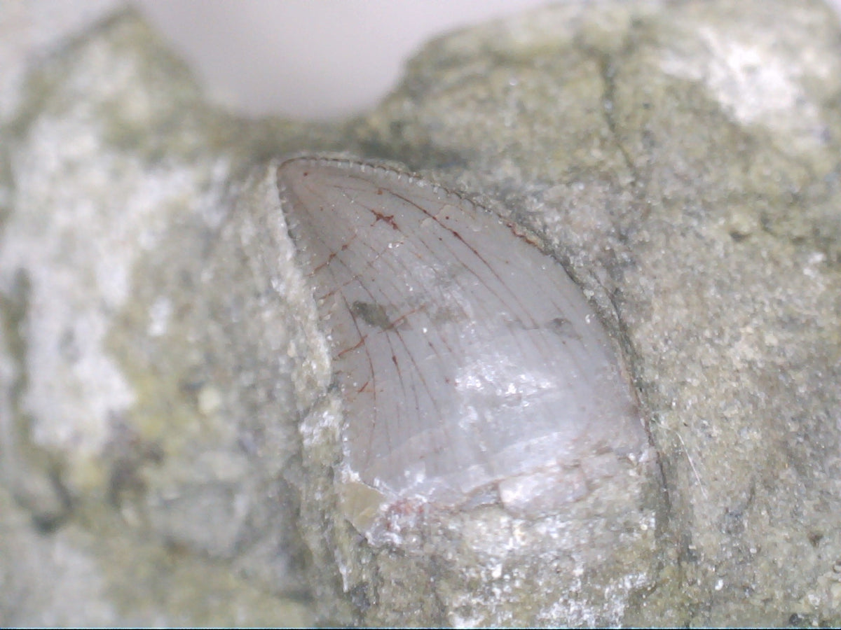 Tiny Perfect Theropod (Coelurus/Ornitholestes/Stokesosaurus?) Tooth, M ...