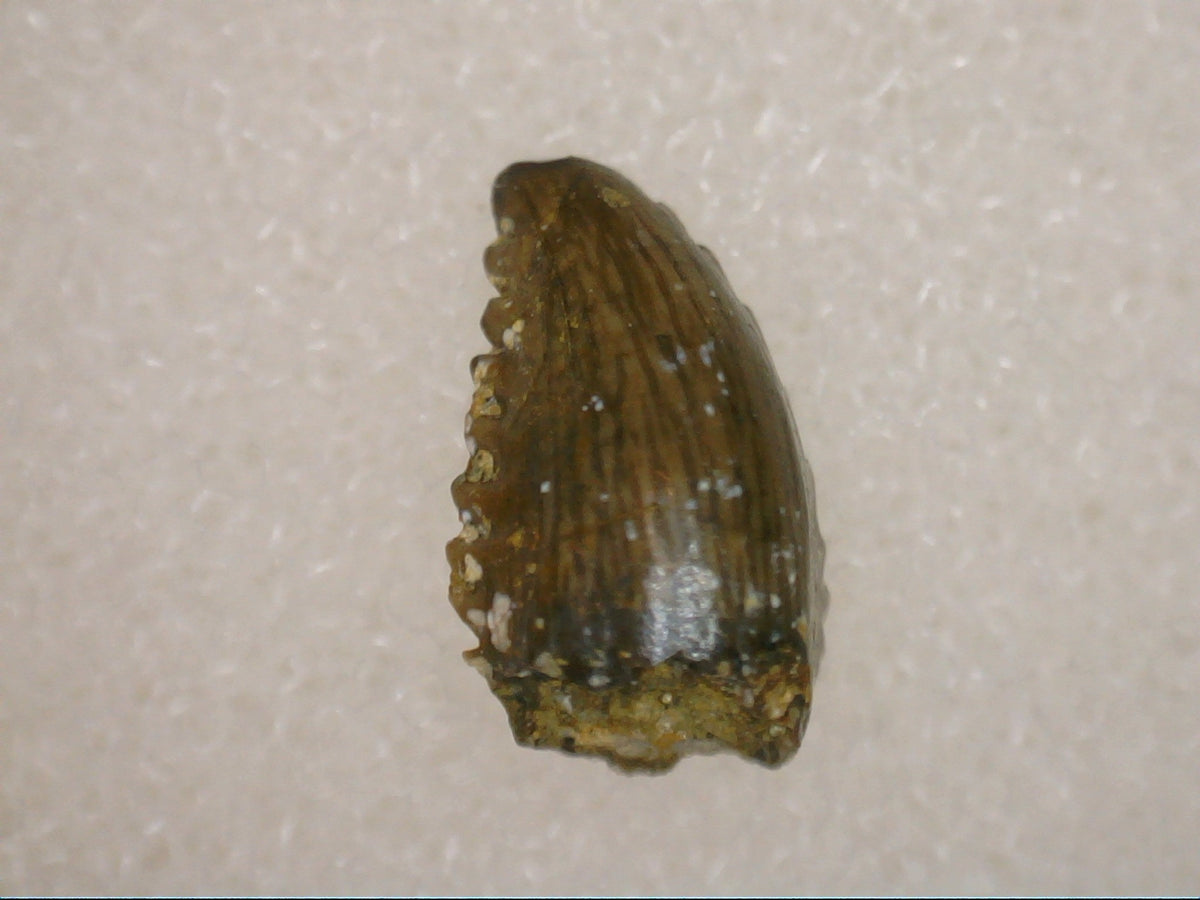 Troodon Pre Max Tooth, Lance Formation| The Daily Rex