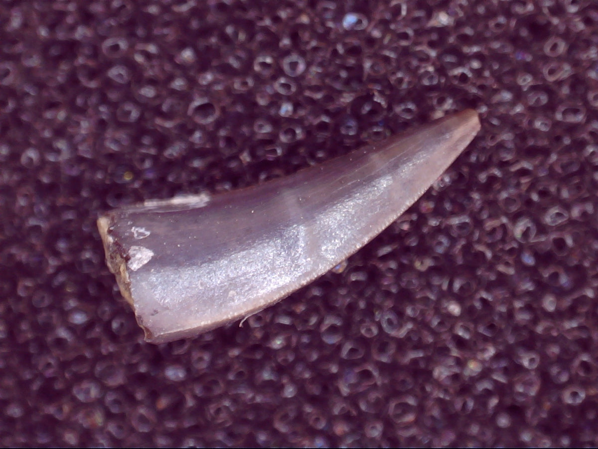 Coelophysid Tooth, Chinle (Coelophyis?, Camposaurus)| The Daily Rex