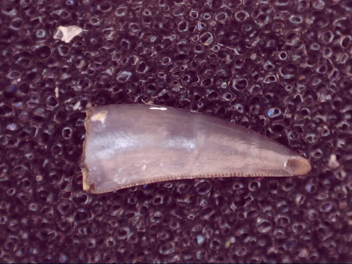 Coelophysid Tooth, Chinle (Coelophyis?, Camposaurus)| The Daily Rex