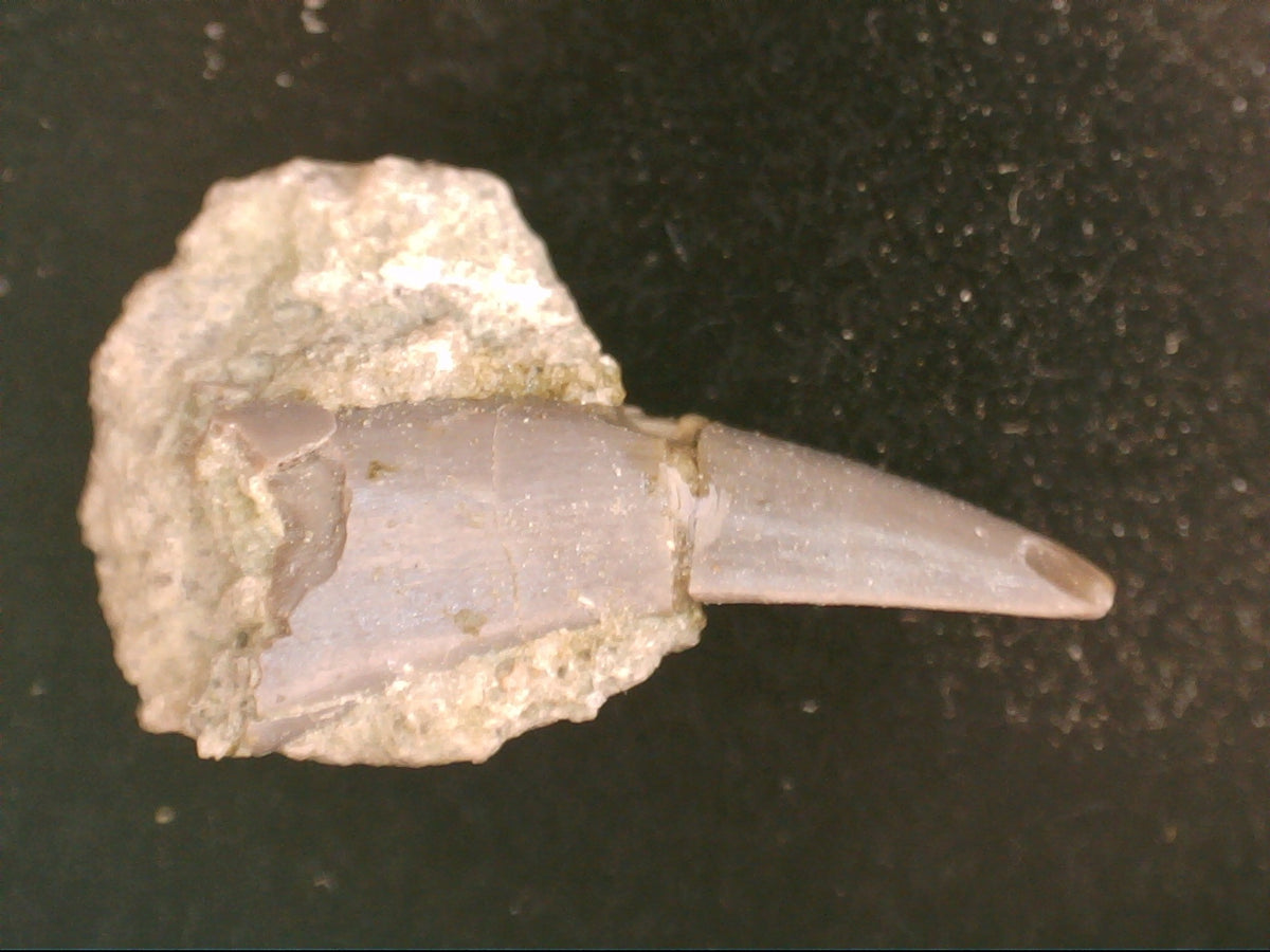 Unknown Archosaur Tooth, Chinle Formation| The Daily Rex
