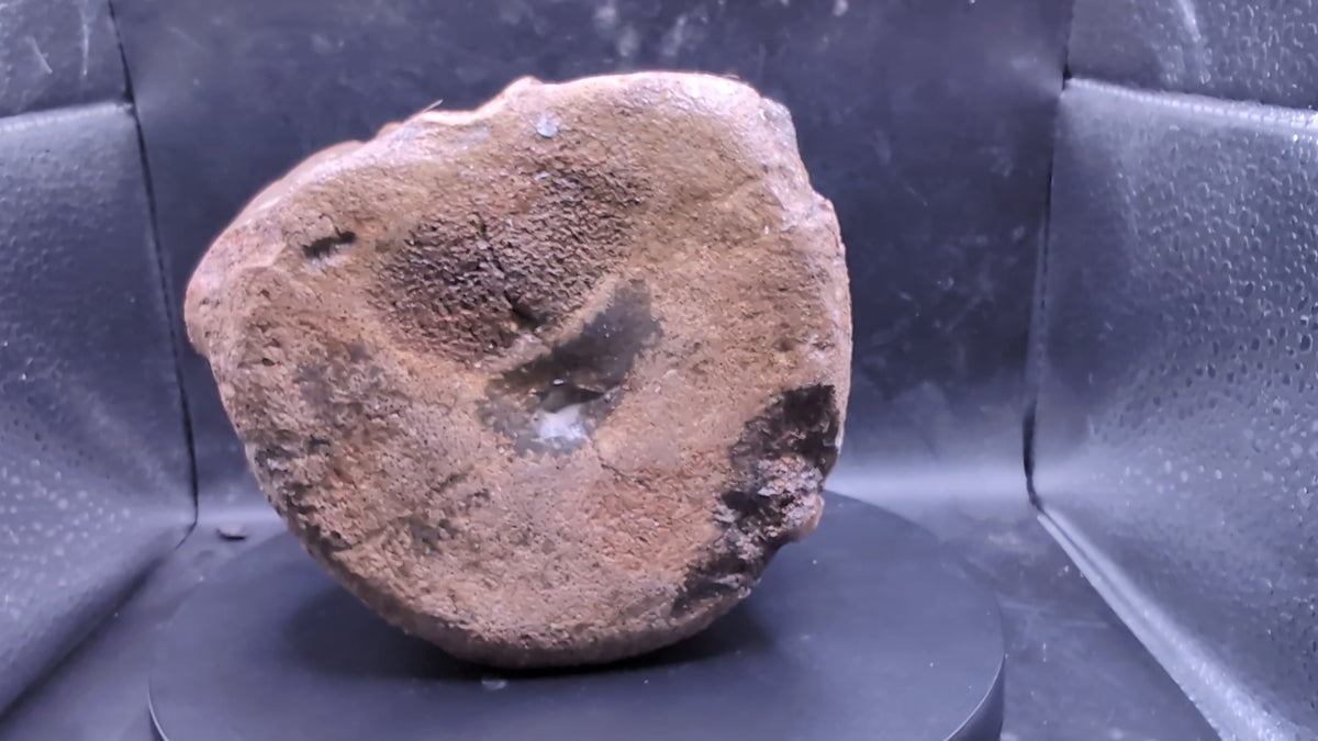 Stretosaurus (Pliosaur) cf. macromerus Vertebrae, Late Jurassic| The ...