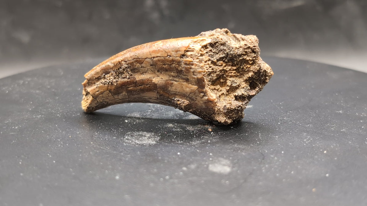 Theropod (Timurlengia? or Carcharodontosaurid?) Hand Claw, Bissekty Fo ...