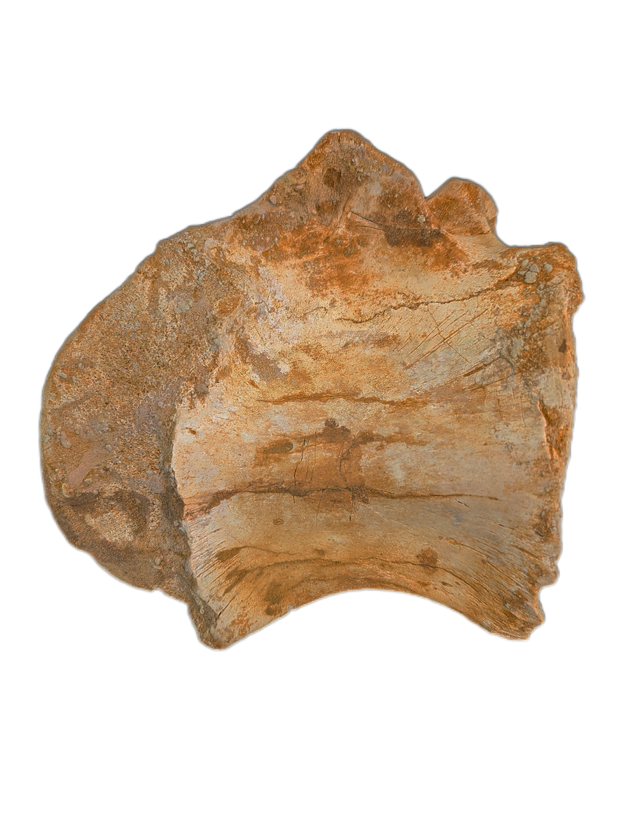 Huge Sigilmassasaurus(Spinosaurid) Neck Vertebra| The Daily Rex