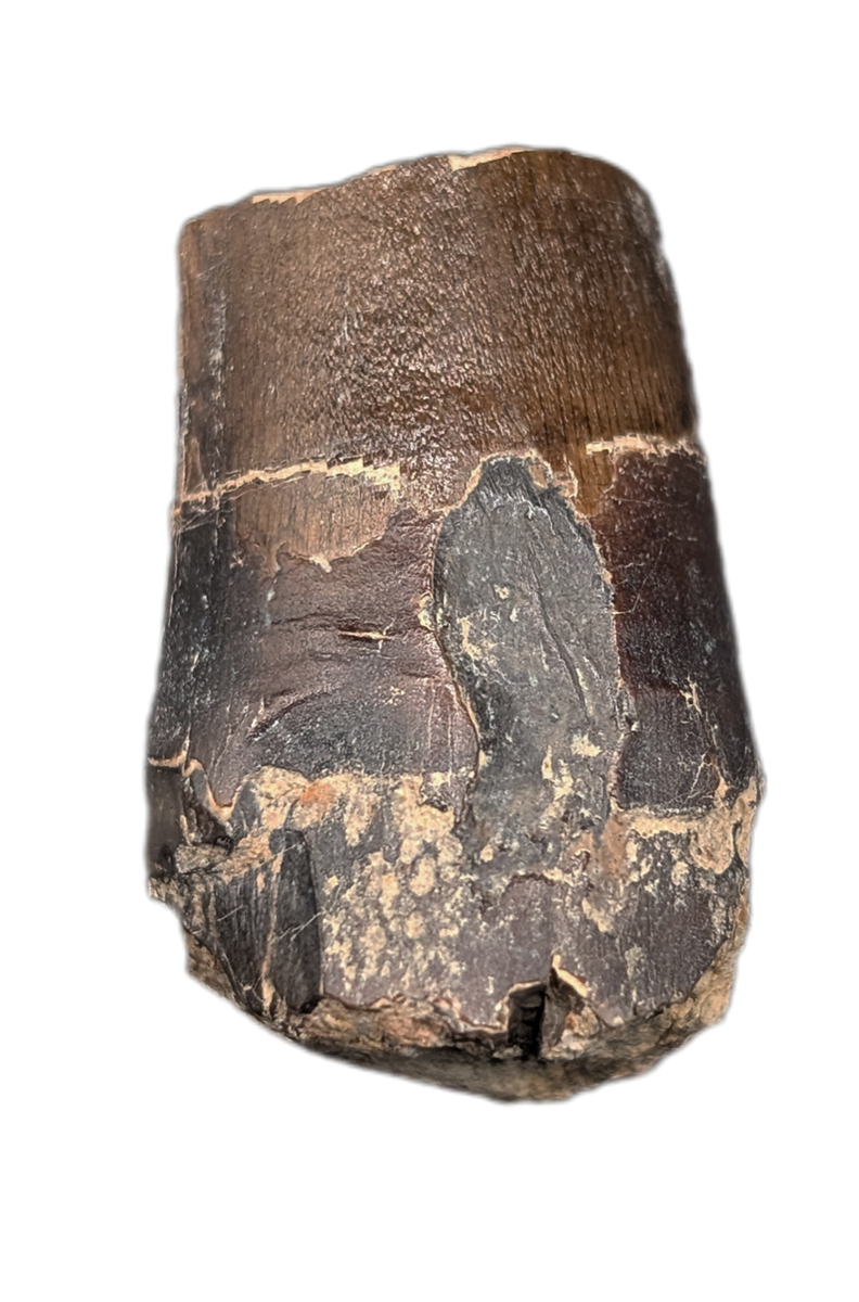 Ceratosuchus/Riparovenator (Baryonyx) Tooth, England, Early Cretaceous ...