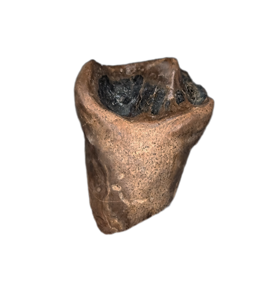 Leptoceratops Tooth from the Hell Creek Formation of| The Daily Rex