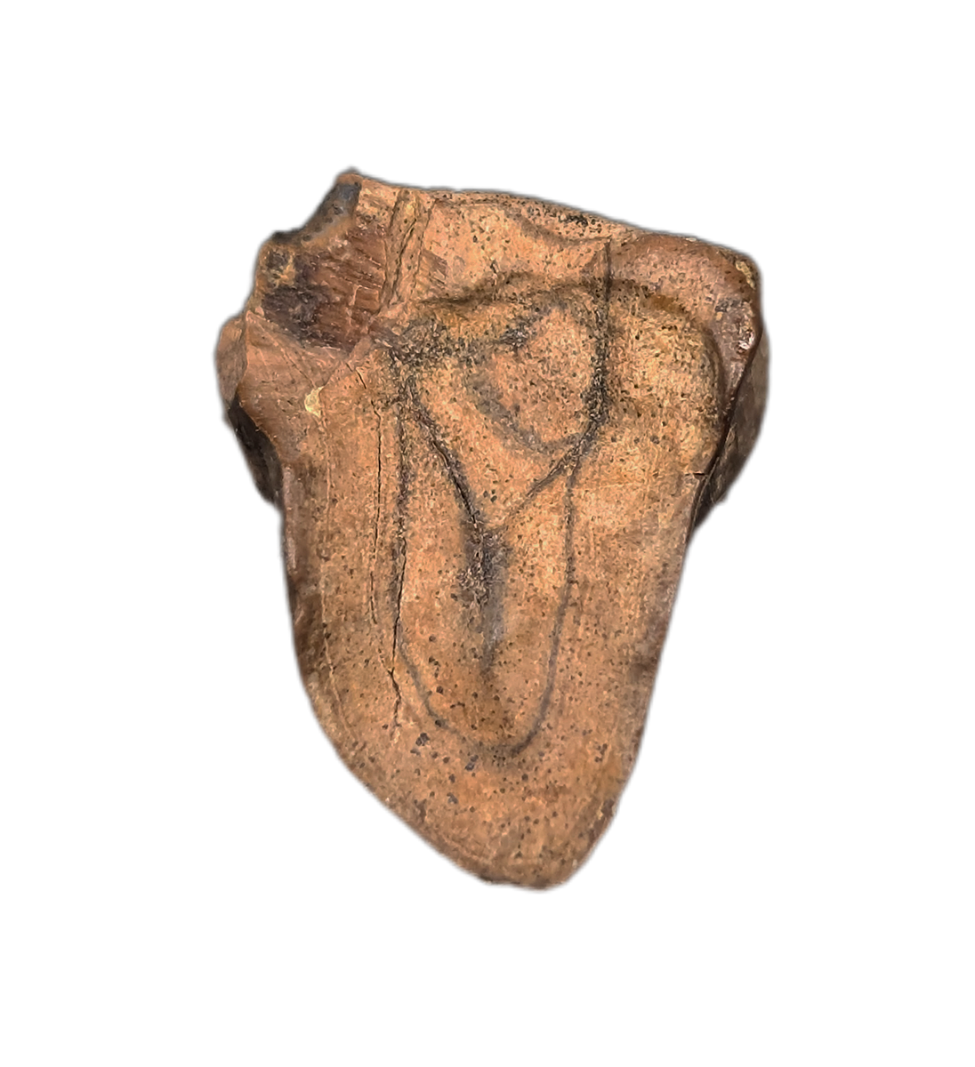 Leptoceratops Tooth from the Hell Creek Formation of| The Daily Rex