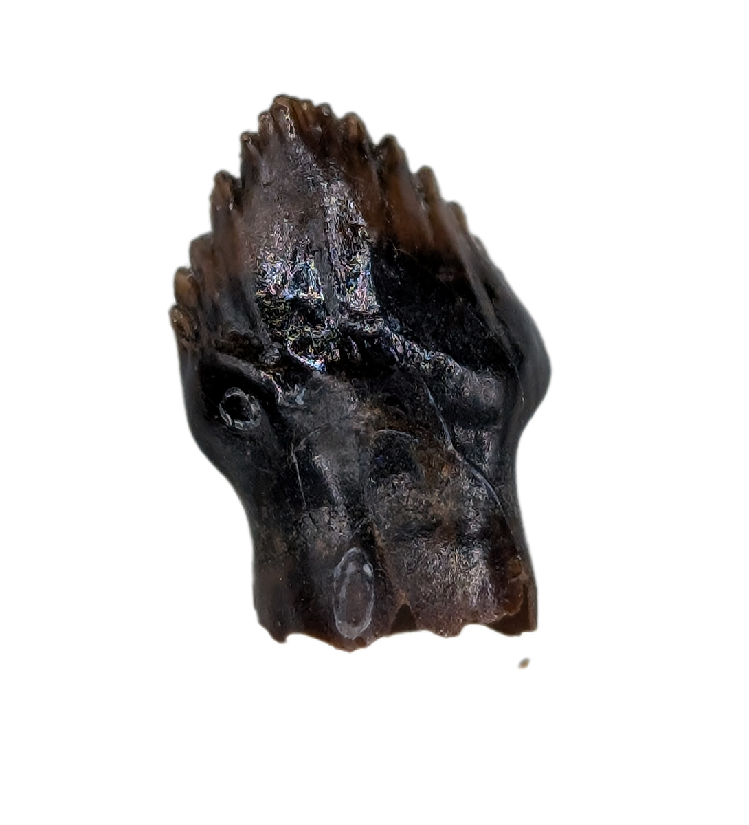 Perfect Thescelosaurus Tooth from the Hell Creek Formation| The Daily Rex