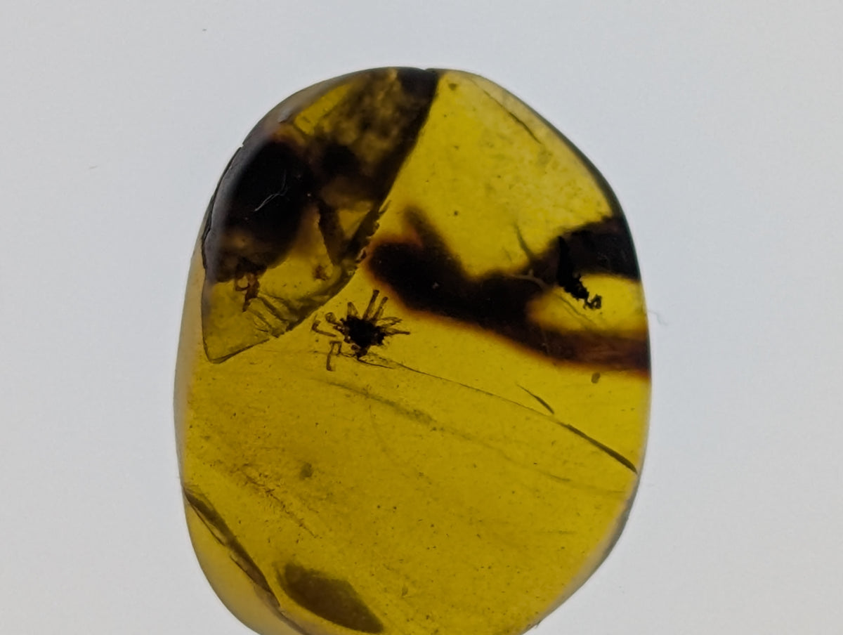 Amber with Spider from Burma. Middle Cretaceous, 99 Million Years Old ...