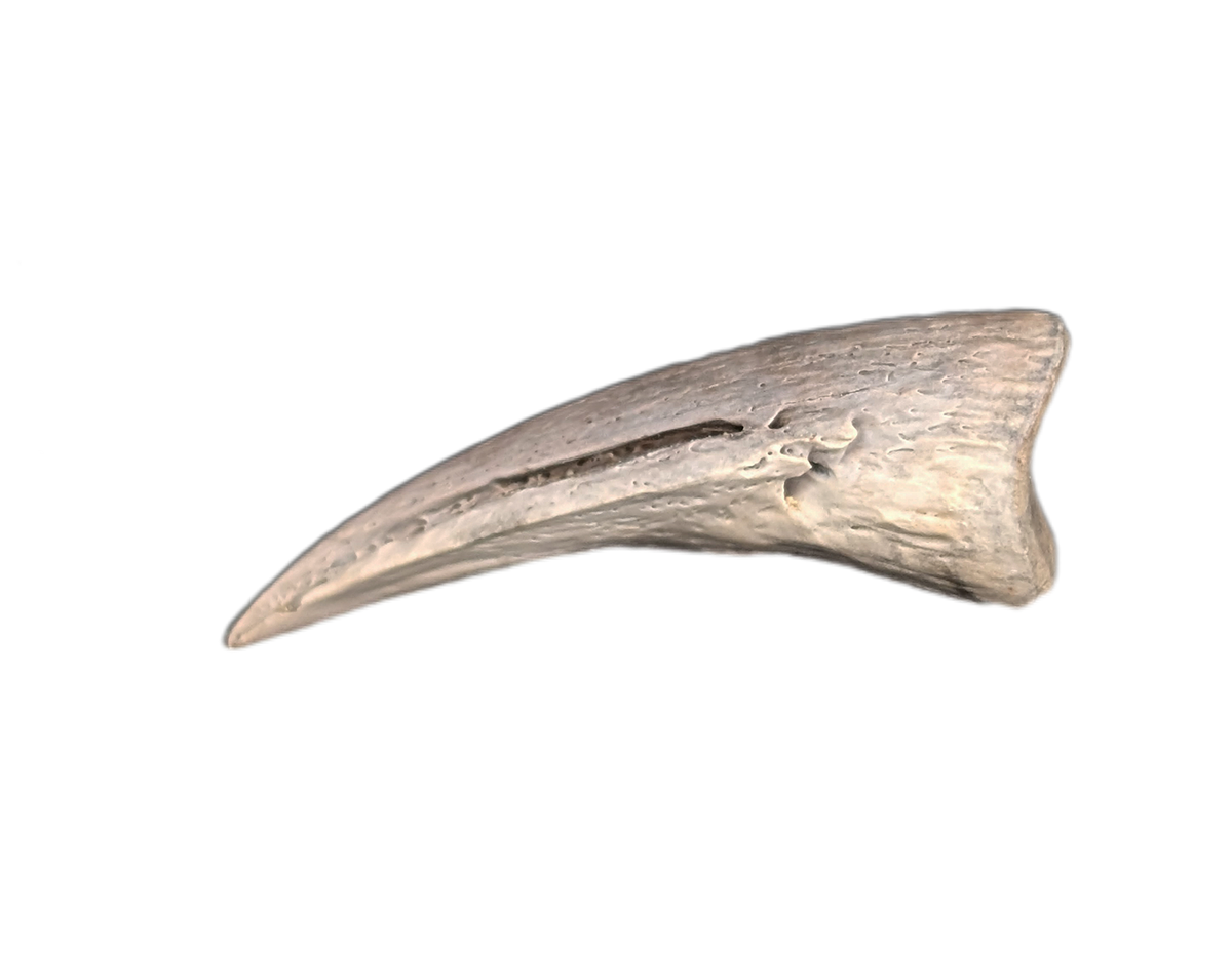 Turtle Claw, Lance Formation| The Daily Rex