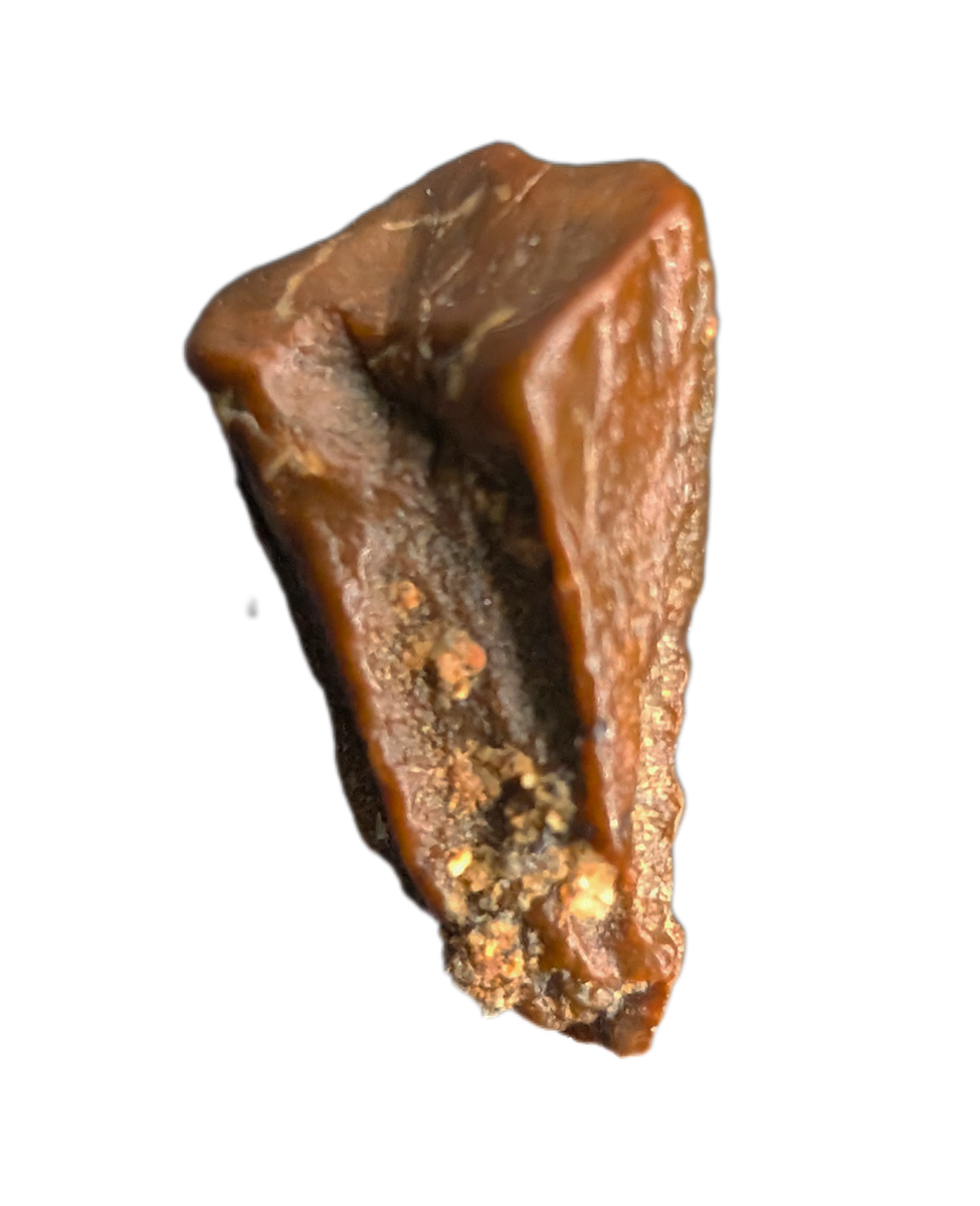 Levnesovia Tooth, Early Hadrosaur, Bissekty Formation, Uzbekistan| The ...