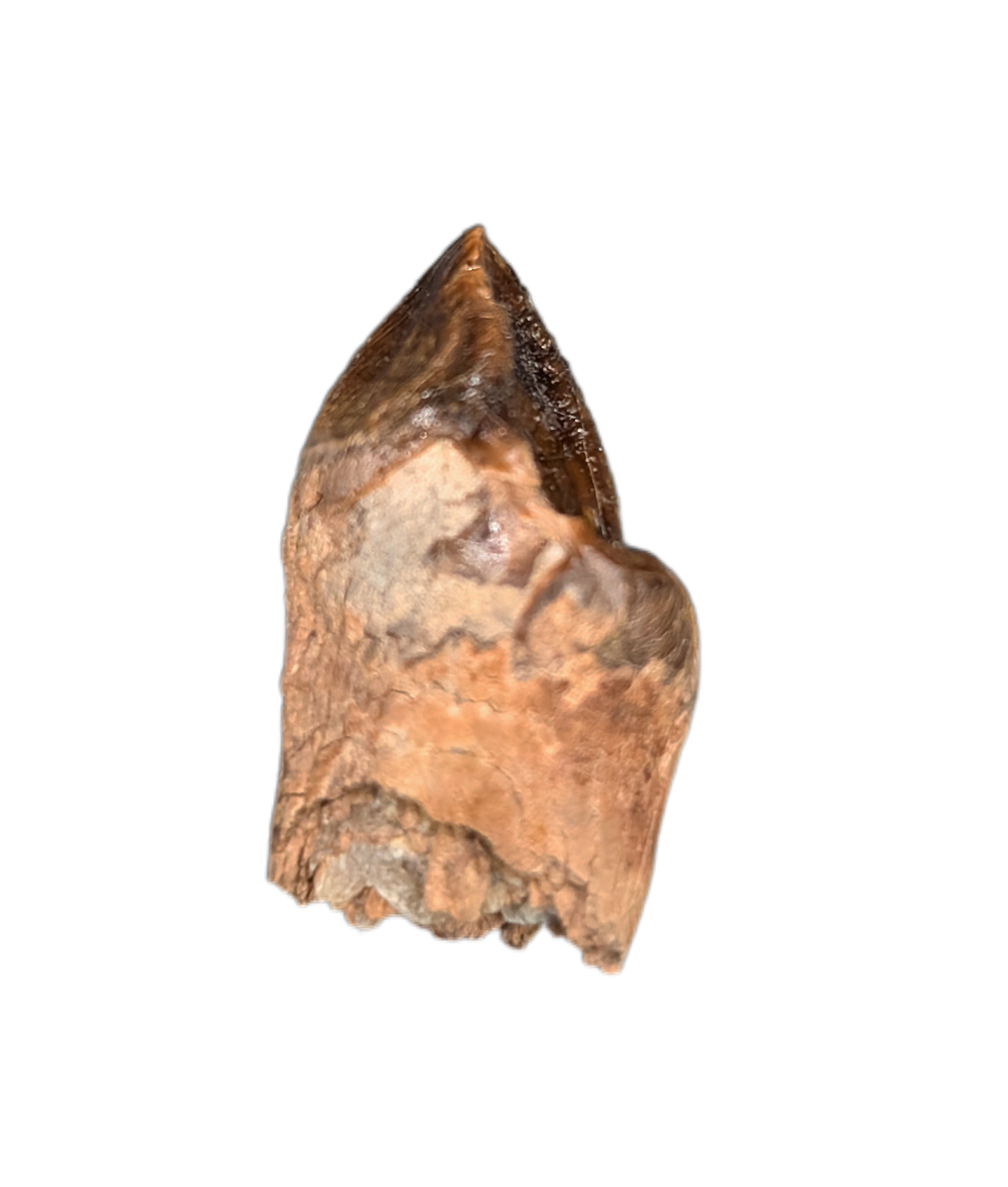 Huge Leptoceratops Tooth| The Daily Rex