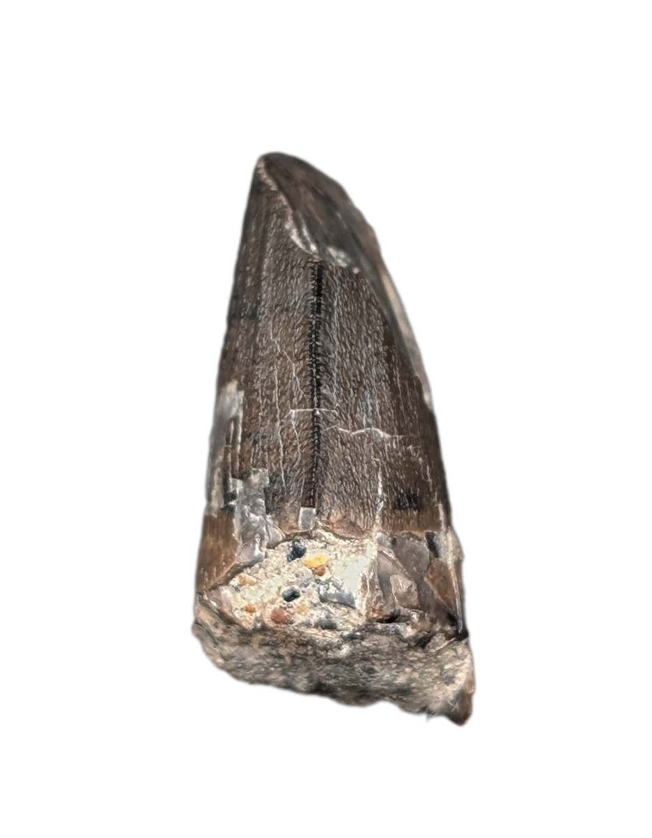 Ceratosuchus/Riparovenator (Baryonyx) Tooth, England, Early Cretaceous ...