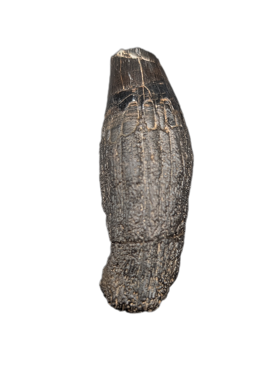 Temnodontosaurus Tooth. Early Jurassic Period, England.| The Daily Rex