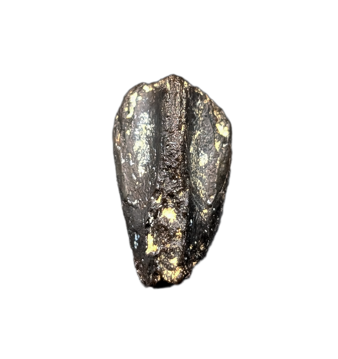 Rare Levnesovia Tooth, Early Hadrosaur, Bissekty Formation, Uzbekistan ...