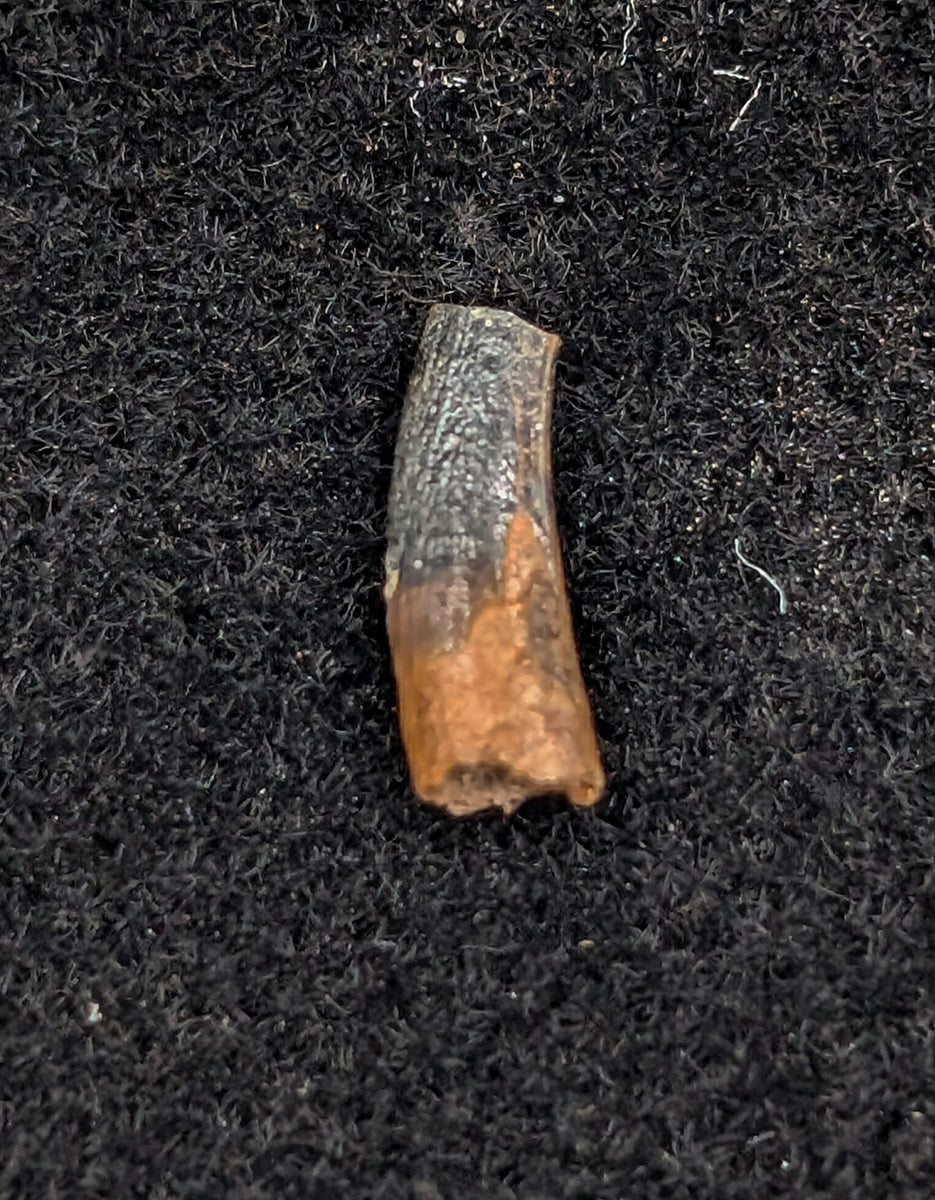 Mammal Tooth, Aguja Formation, Texas| The Daily Rex