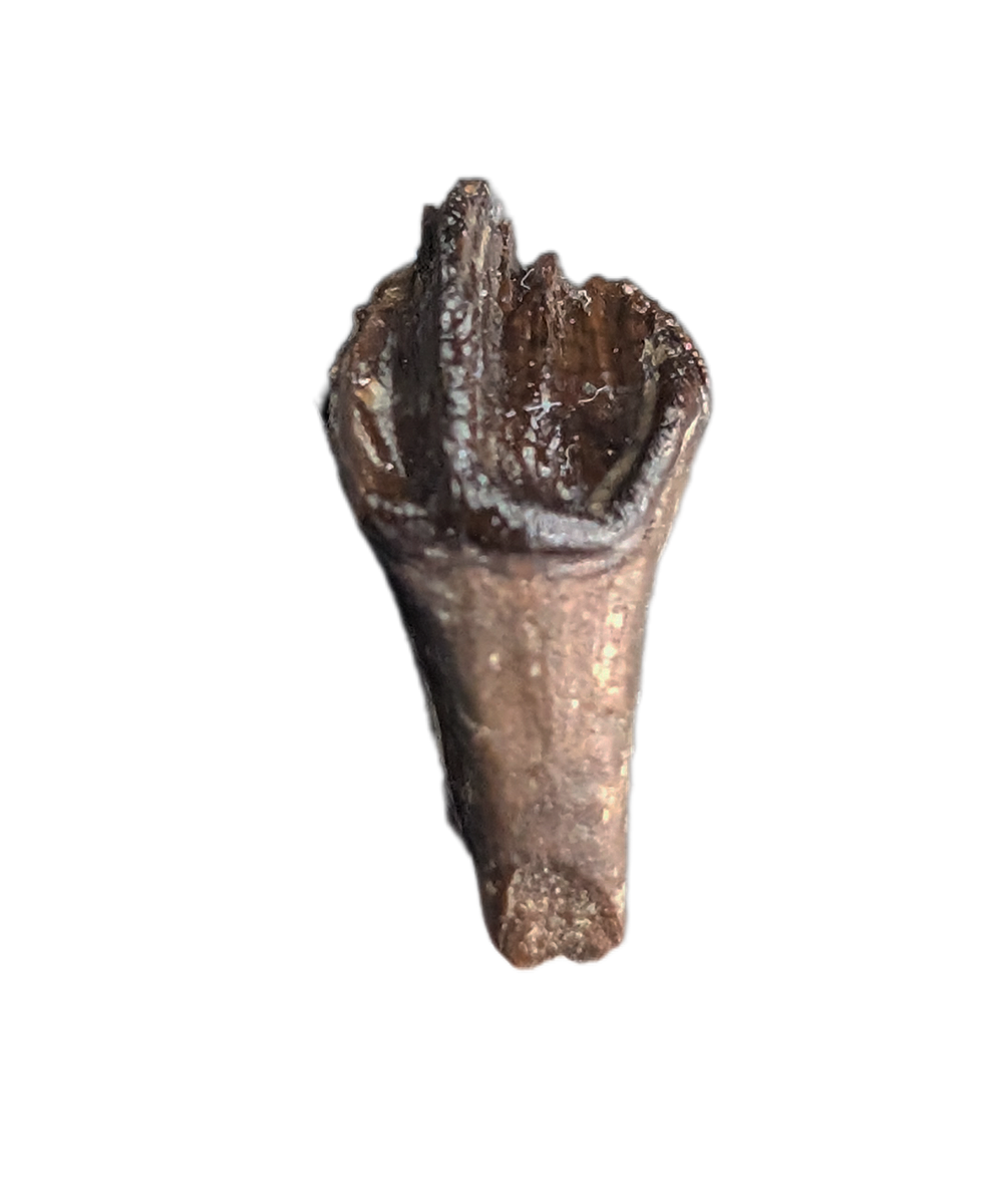 Pristine Leptoceratops Tooth from the Hell Creek Formation of| The ...