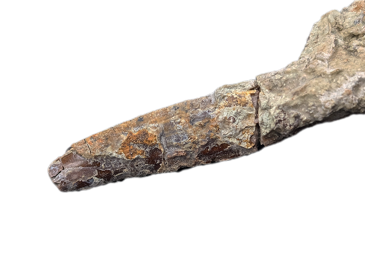 Diplodocid (Sauropod) Tooth, El Mers Formation| The Daily Rex