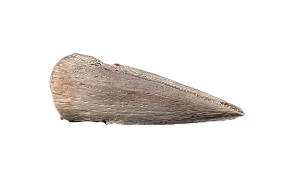 Turtle Claw, Lance Formation| The Daily Rex