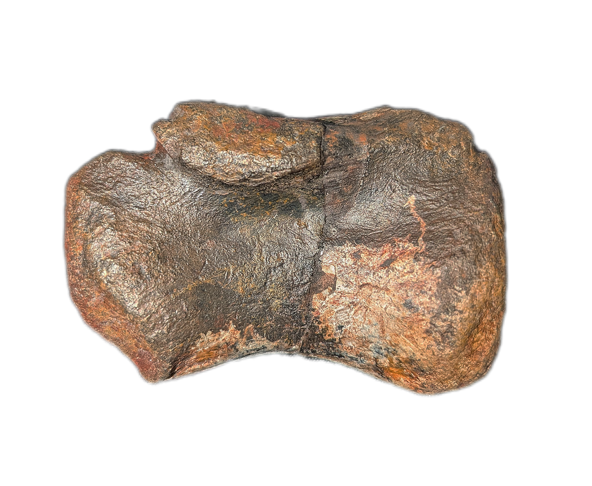 Allosaurus Tail Vertebra, Morrison Formation| The Daily Rex