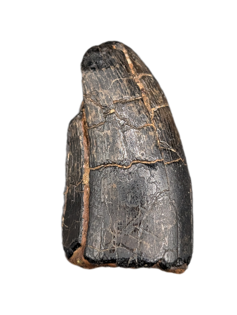 Neovenator Tooth, England, Early Cretaceous| The Daily Rex