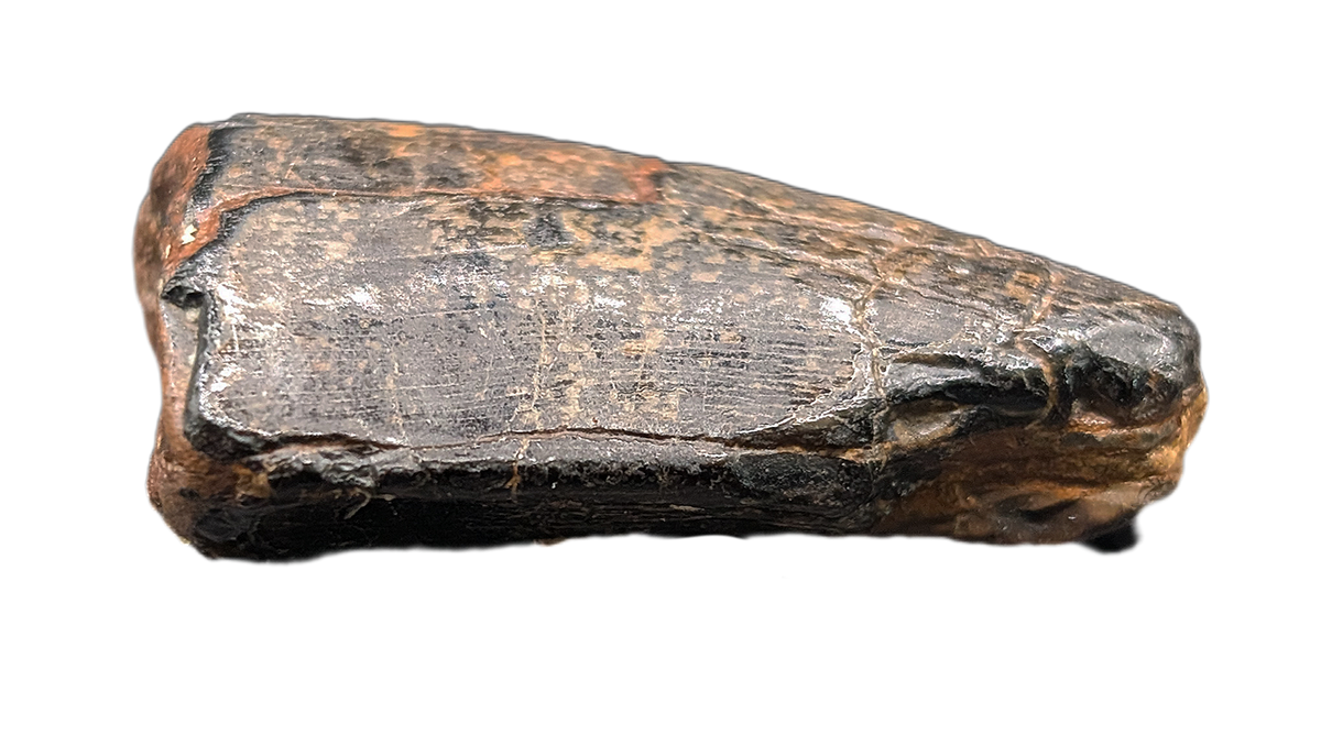 Neovenator Tooth, England, Early Cretaceous| The Daily Rex