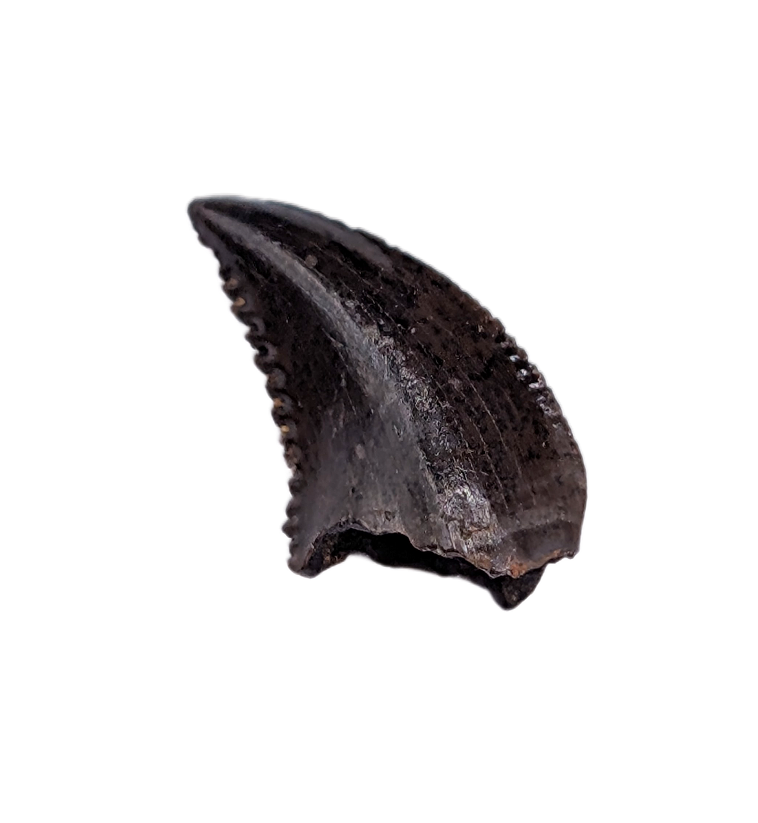 Troodon Tooth, Hell Creek Formation| The Daily Rex