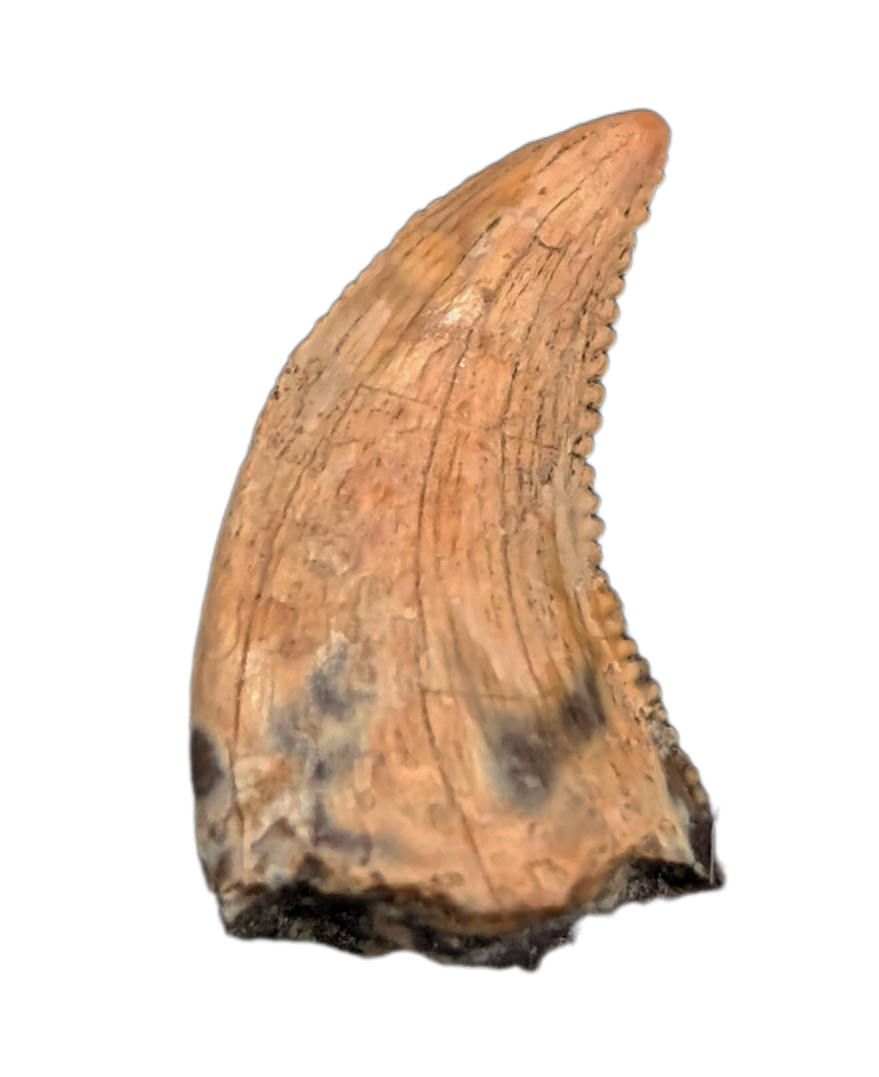 Dromaeosaurus (Raptor) Tooth, Judith River Formation| The Daily Rex
