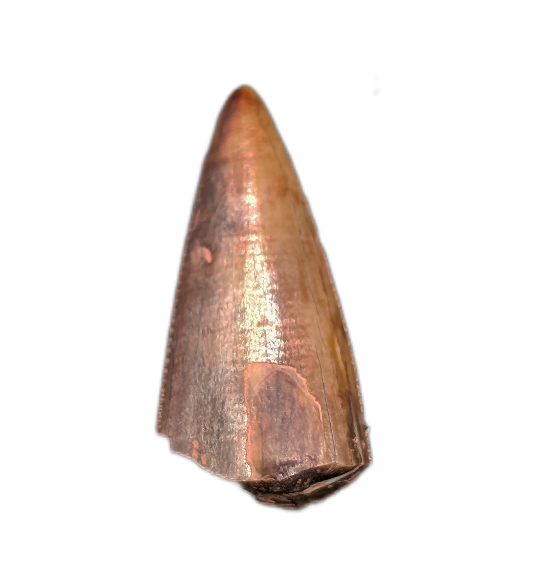 Postosuchus (Rauisuchid) Tooth, Bull Canyon Formation| The Daily Rex