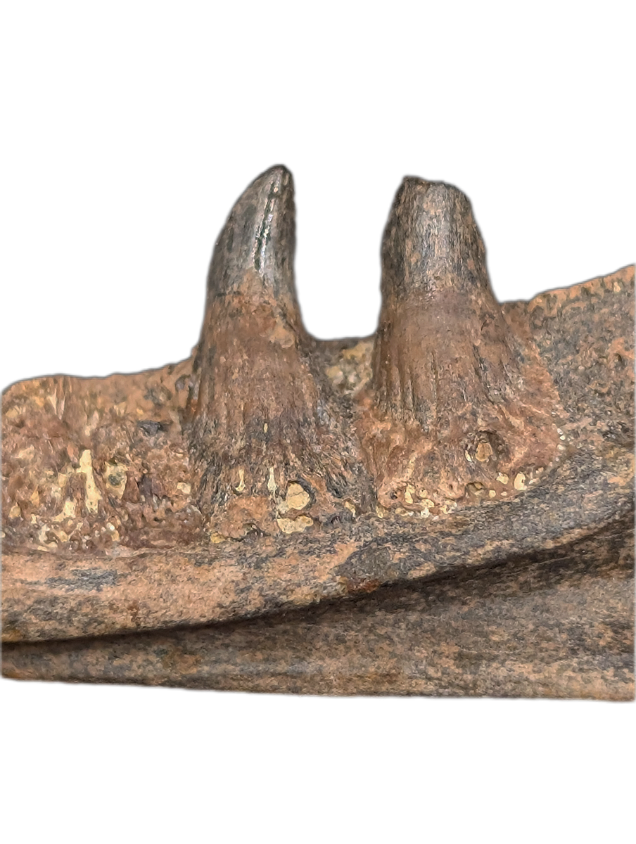 Palaeosaniwa (Monitor Lizard) Jaw Section, Hell Creek Formation| The ...