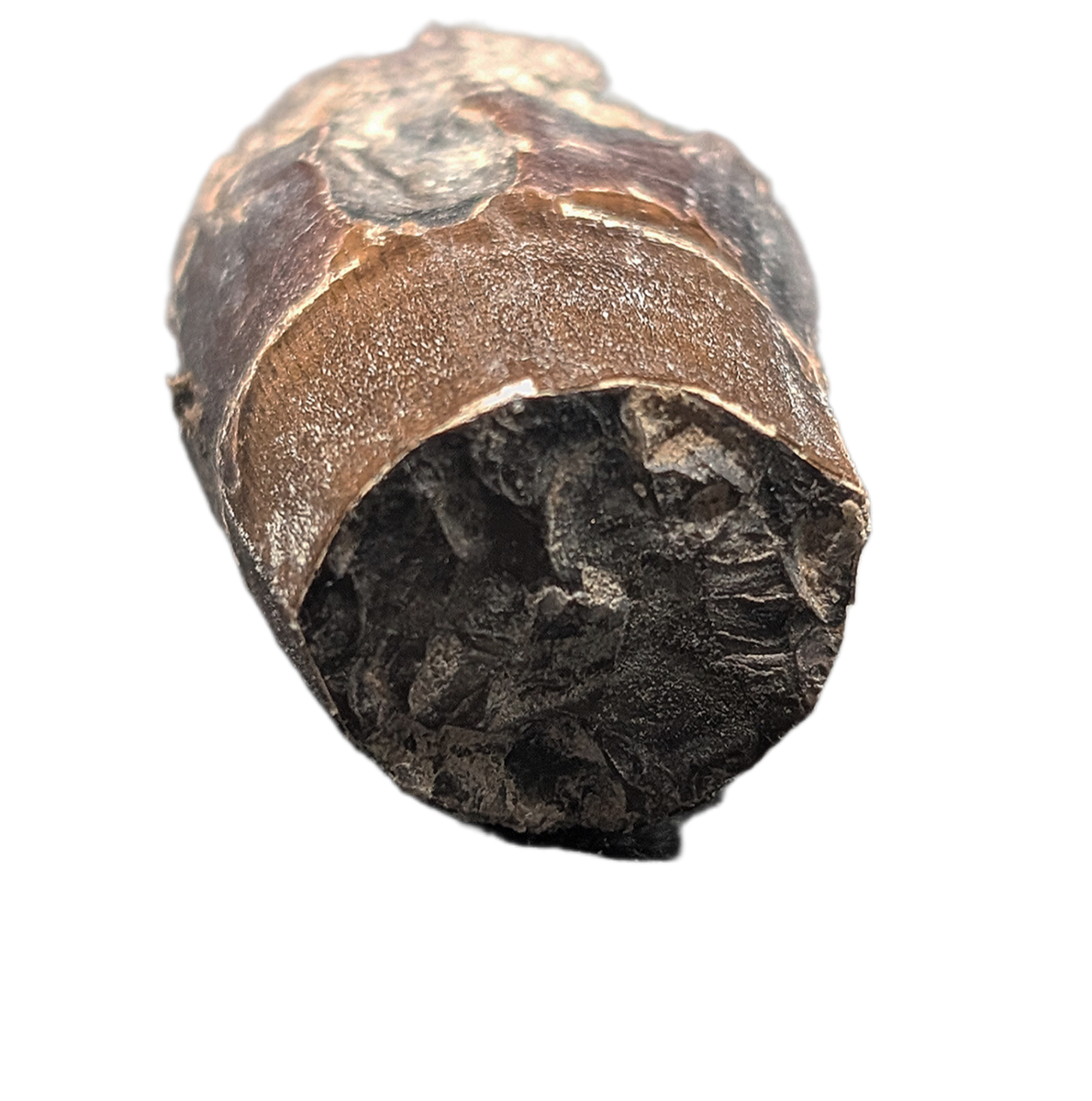 Ceratosuchus/Riparovenator (Baryonyx) Tooth, England, Early Cretaceous ...