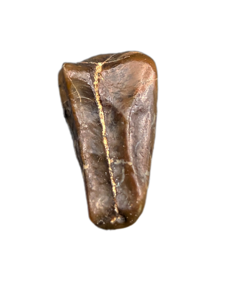 Levnesovia Tooth, Early Hadrosaur, Bissekty Formation, Uzbekistan| The ...